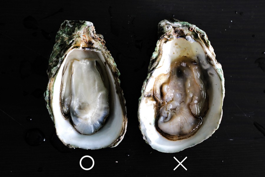 HOW TO KILL AN OYSTER – Lady and Pups
