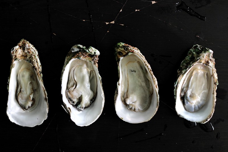 HOW TO KILL AN OYSTER – Lady and Pups