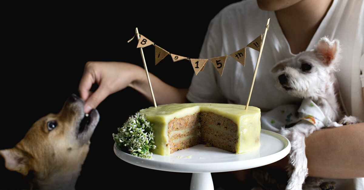 DOGGY MEATLOAF BIRTHDAY “CAKE” FOR BIG 15TH – Lady and Pups