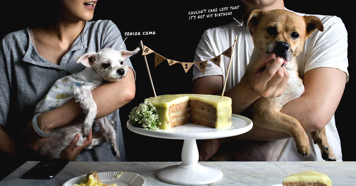 DOGGY MEATLOAF BIRTHDAY “CAKE” FOR BIG 15TH – Lady and Pups
