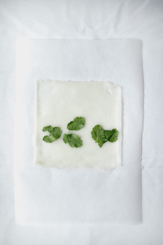 DIM SUM MONTH: Creamy salmon & egg in rice wrapper rolls – Lady and Pups